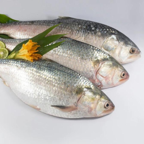Koramenu Fish In Marathi