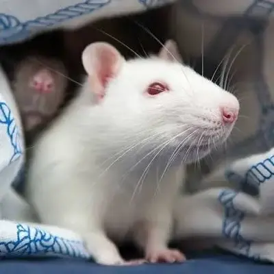 White mouse pet store