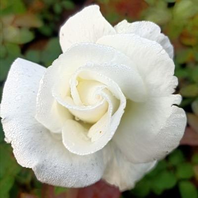 Rose Plants | Puspa Bitan