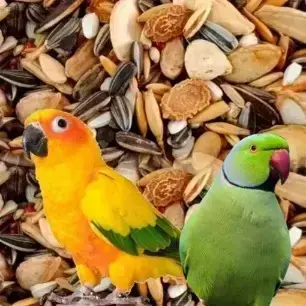 Buy Sun Conure Birds Seed Mix online at best price