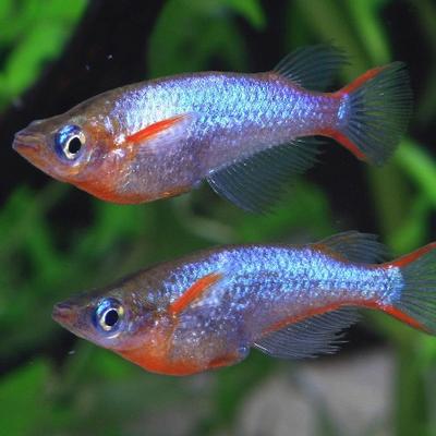 Dee Shrimps India - Order Online