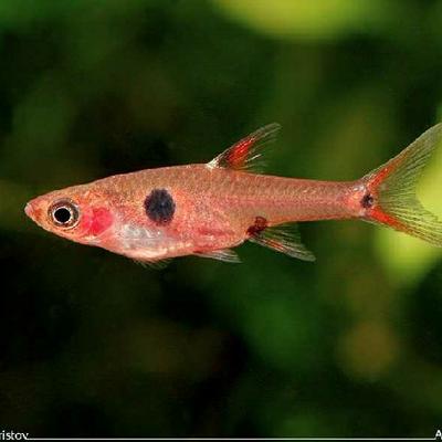 Dee Shrimps India - Order Online