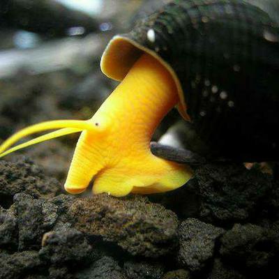 Dee Shrimps India - Order Online