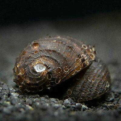 Dee Shrimps India - Order Online