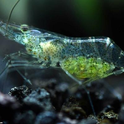 Dee Shrimps India - Order Online