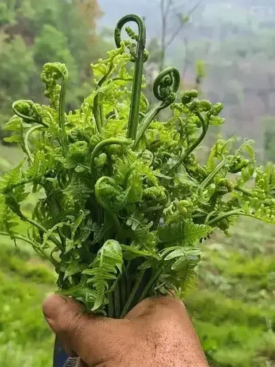 Buy Fern Fiddle Dhekia Saag 2 bunch online at best price | The ...