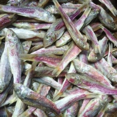Jolnaa Dry Fish , Chennai - Order Online