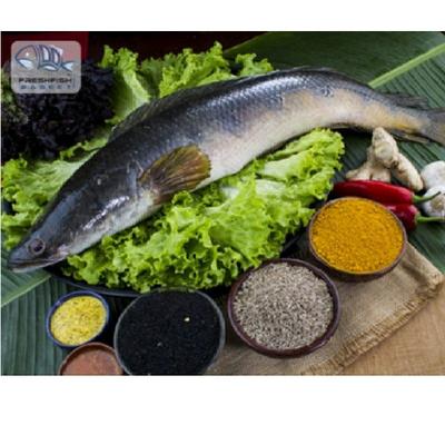 Fez Foods - Order Online