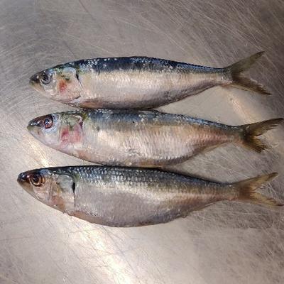 Fez Foods - Order Online