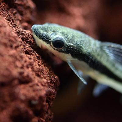 Just Fish Bangalore | Online Aquarium Store - Order Online