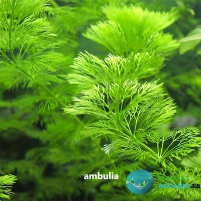 TRAVANCORE AQUATICS, Erumely - Order Online