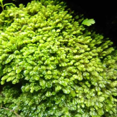 TRAVANCORE AQUATICS, Erumely - Order Online
