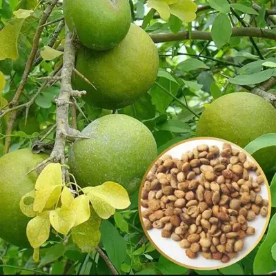 Buy VILVAM TREE SEEDS online at best price | GANGA ORGANIC FARMS