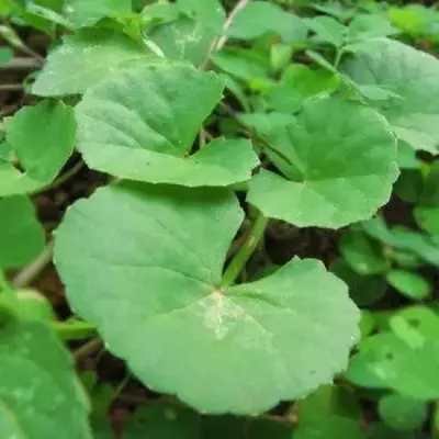 Buy Saraswati leaf powder 100g online at best price | SIVAPRASADAM ...