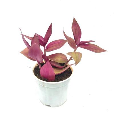 Happyplants, Bangalore - Order Online