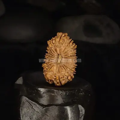 21 Mukhi Rudraksha Nepali origin with x ray lab report