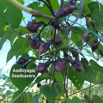 Buy மூக்குத்தி அவரை Clove Bean Purple online at best price | Aadhiyagai ...