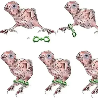 Buy Splay Leg Treatment for Birds online at best price | WWW.IMSFARM ...