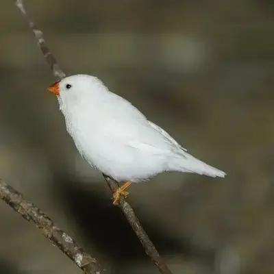 Buy White Finches online at best price | VNP KENNEL & Pets Store