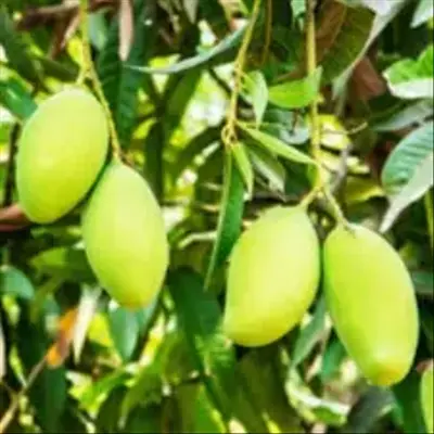 Buy CHAUNSA MANGO PLANT [ GRAFTED ] online at best price | Unique green ...
