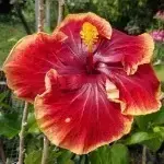 Buy Tahitian Midnight Fire Hibiscus Plant online at best price | Unique ...