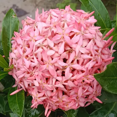 Buy ixora plant rongon tree online at best price | SBR Solutions