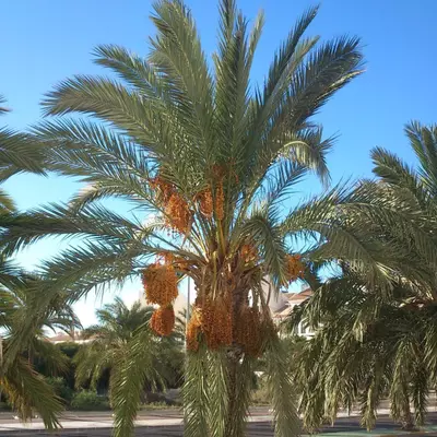 Buy Date Palm online at best price | ANKUR NURSERY