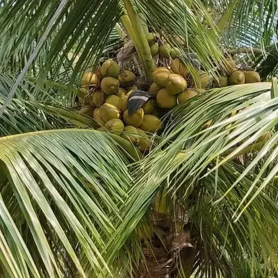 Buy Pollachi Tall (WCT) Coconut Seedling online at best price | COCOTER ...