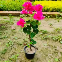 Buy Bougainvillea Mahara Plant online at best price | HORTILIFE