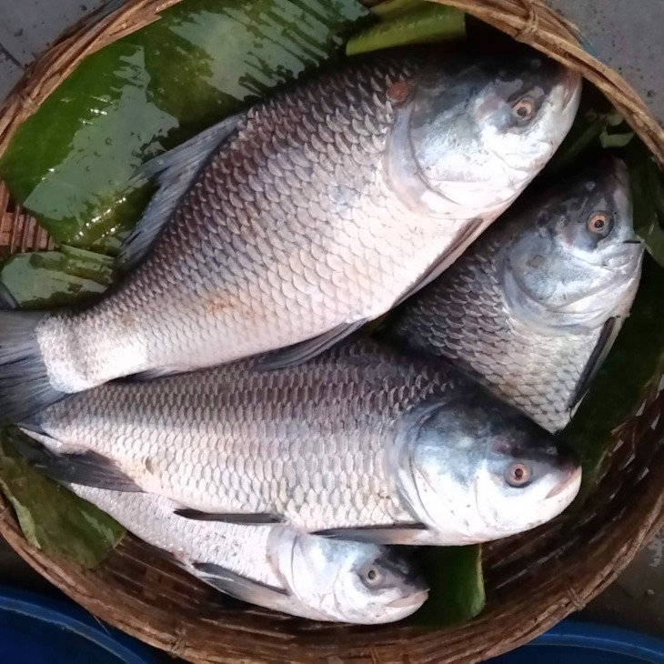 Live Fish Mart, HYDERABAD - Order Online
