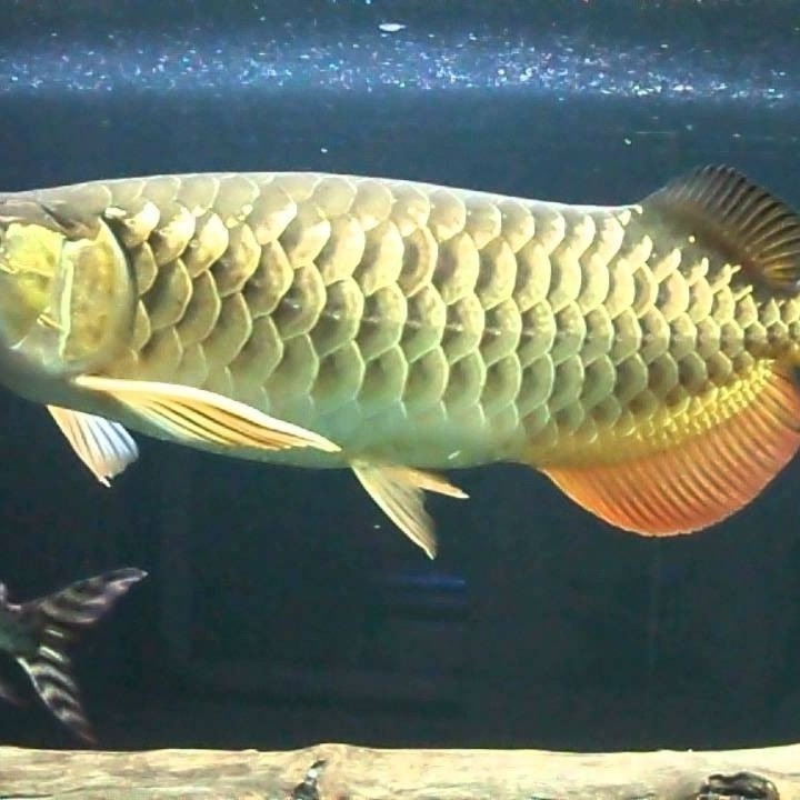 Super High Back Golden Arowana Fish Inches To 10 Inches, 43% OFF