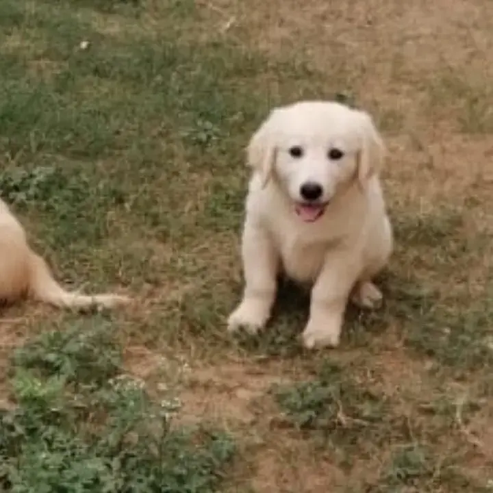 Labrador Irish Cream