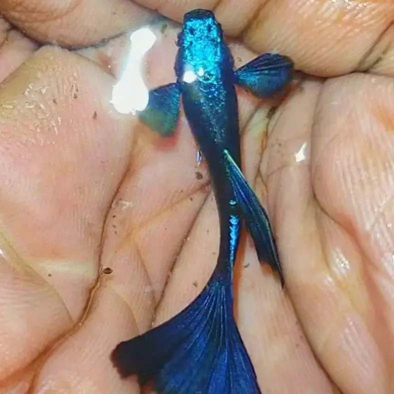 Blue Guppy Fish Female