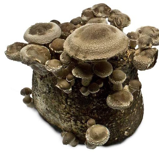Buy Shiitake Mushroom Spawn - 1kg online at best price | The Mushroom ...