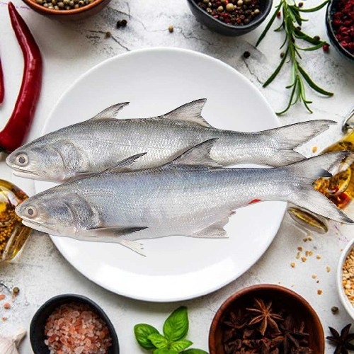 Indian Salmon Fish Images