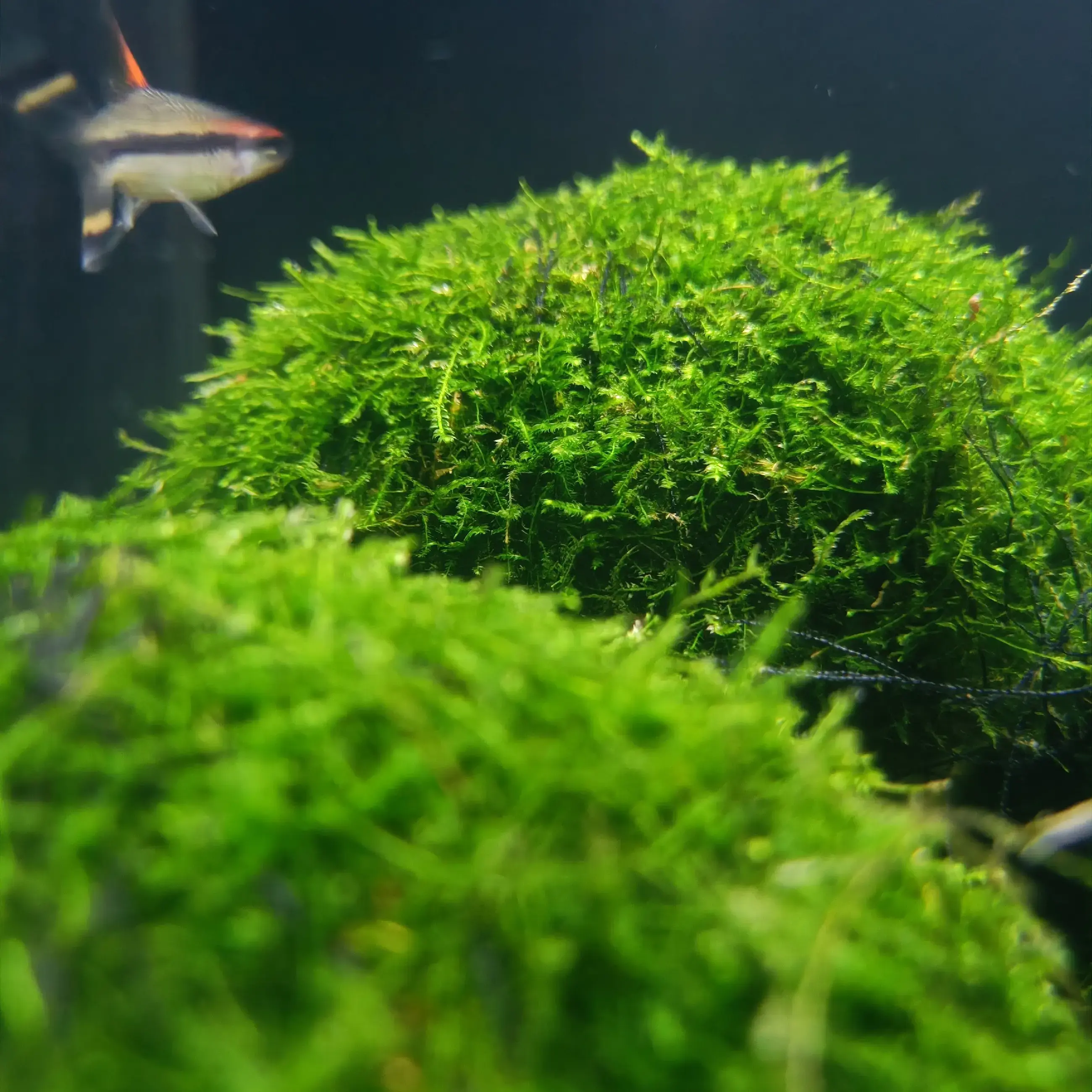 Java Moss Aquarium