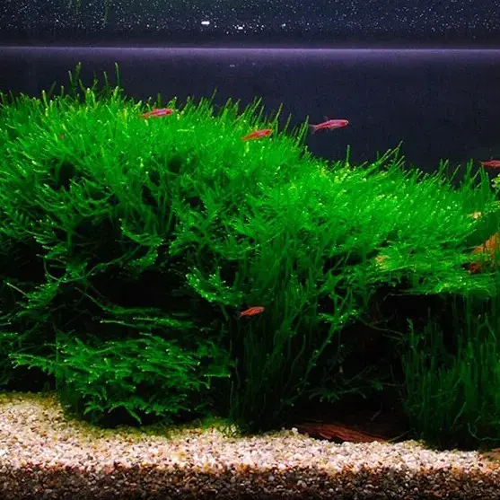 Java Moss Aquarium