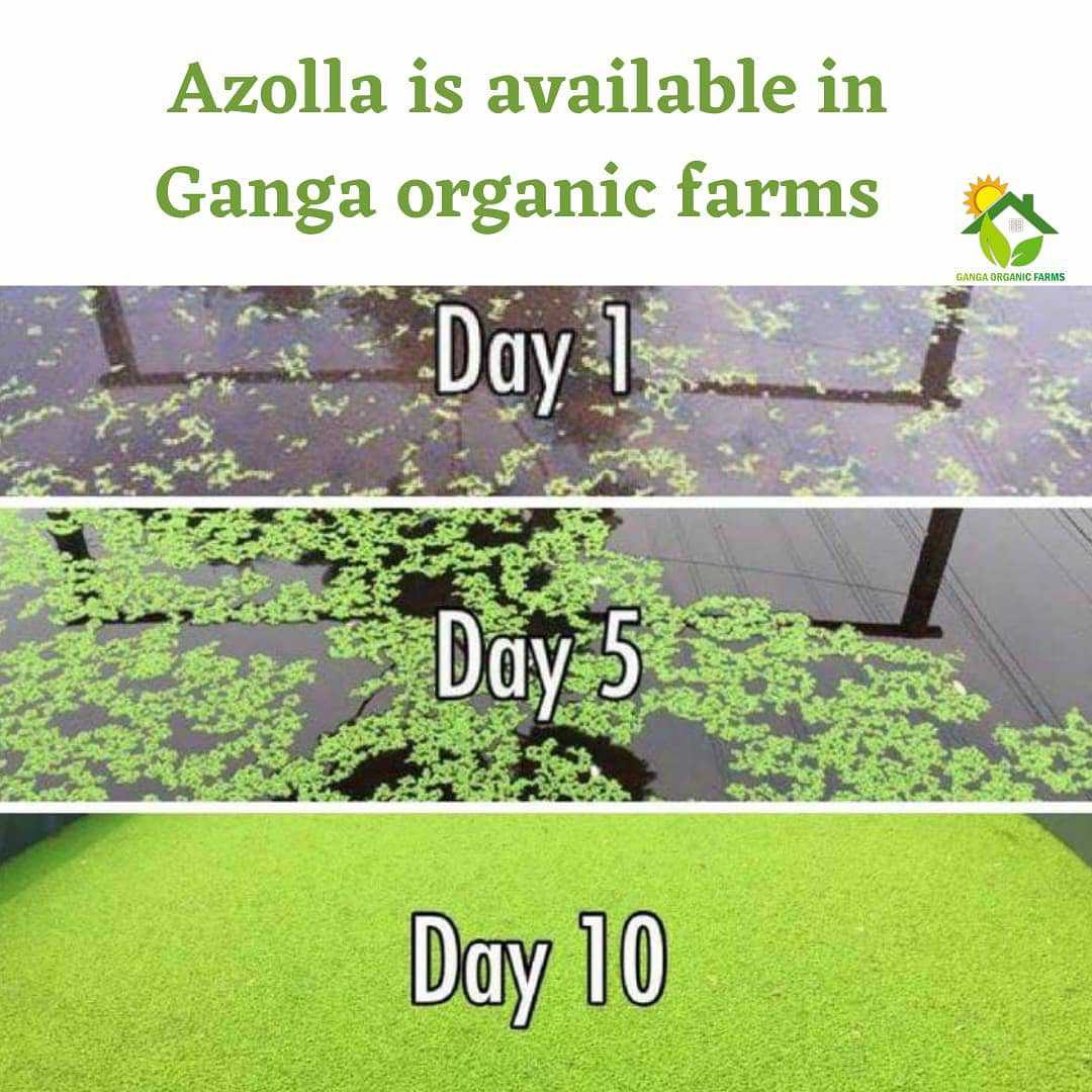 Buy AZOLLA SEED | 5 KG | SHOP Delivery Only available For This Product ...