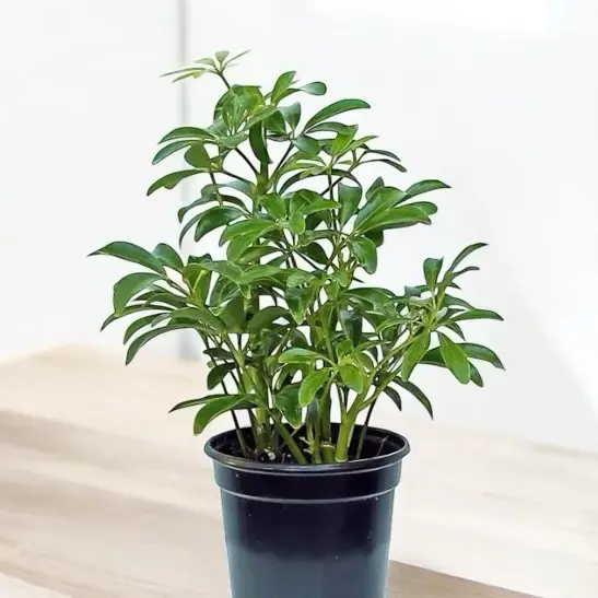 Buy Schefflera mini dwarf umbrella tree online at best price | Happyplants