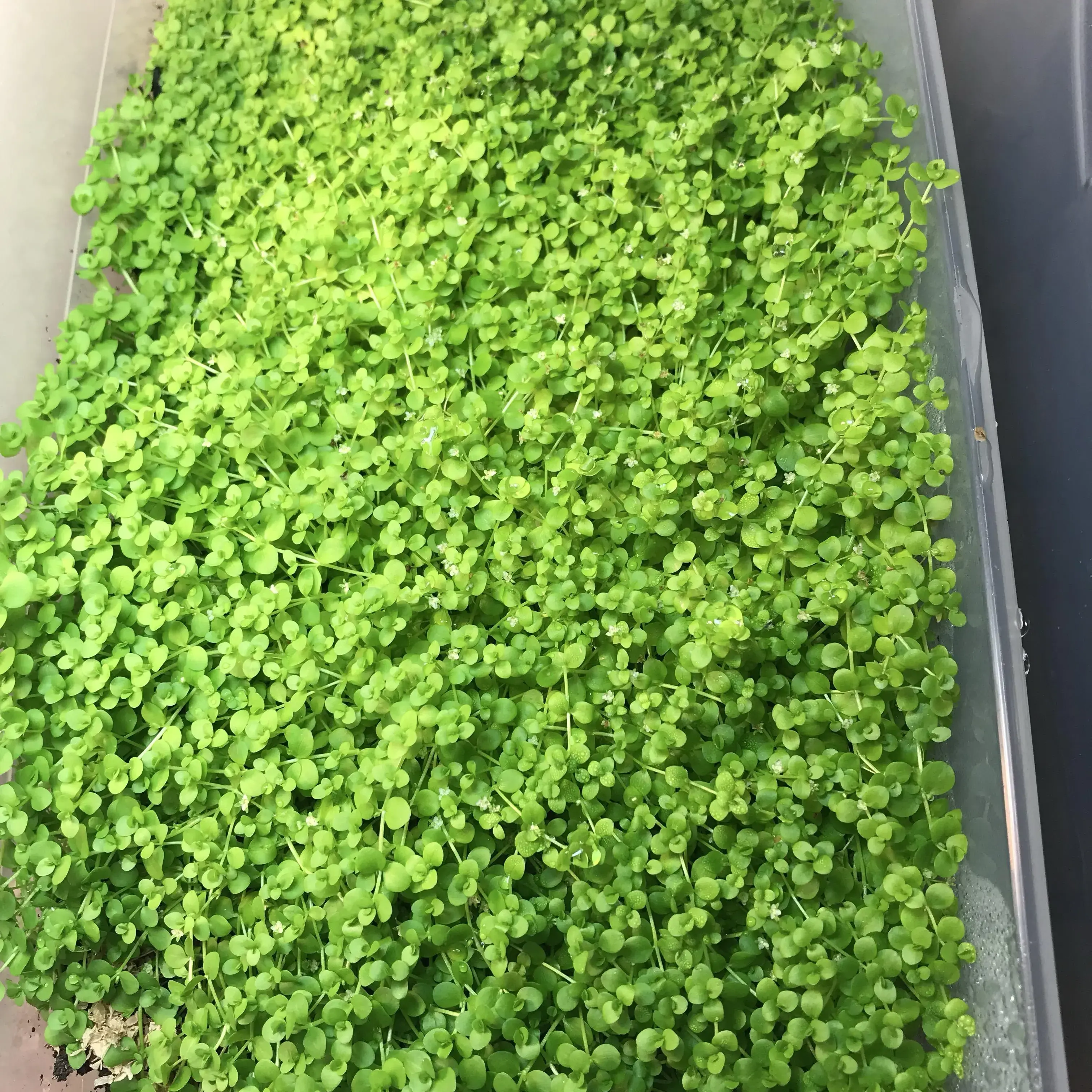 Buy Micranthemum Monte Carlo online at best price | Happyplants