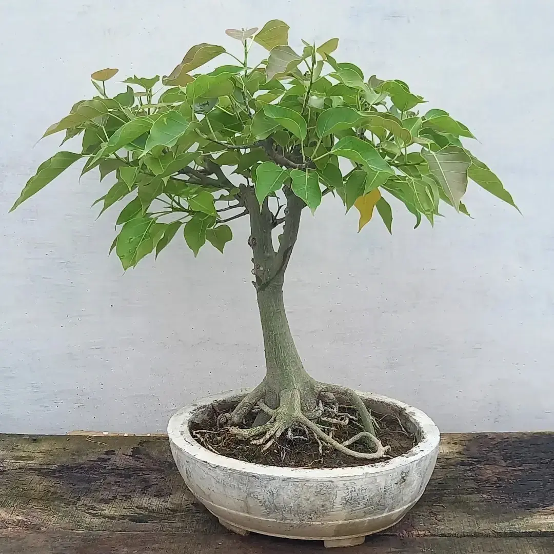 Ficus Religiosa Bonsai