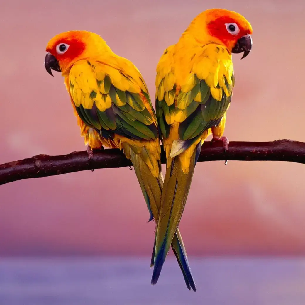 Conure bird for sale store