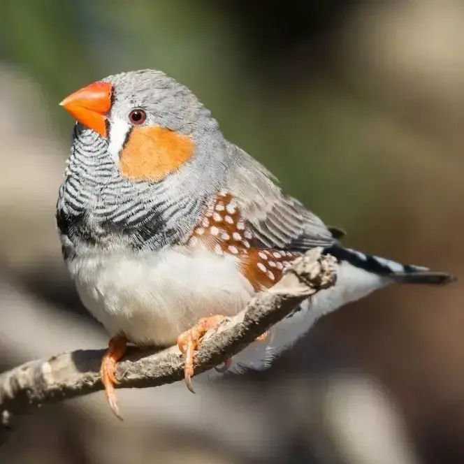 Fat Zebra Finch