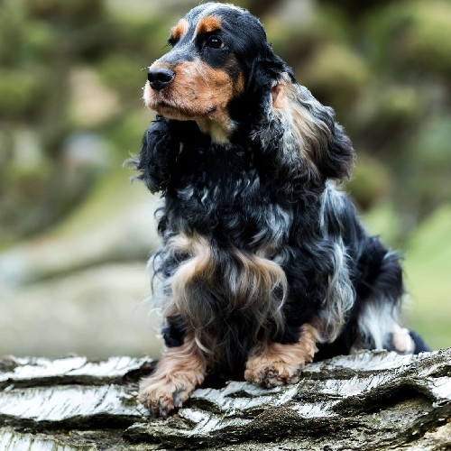 Blue Roan English Cocker Spaniel Puppies