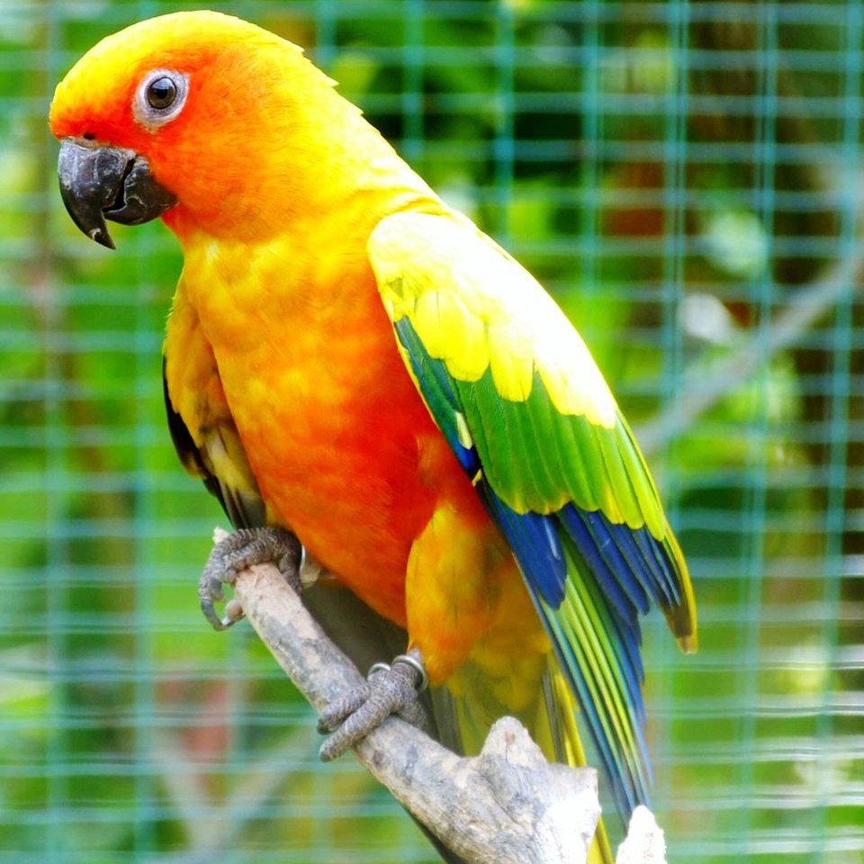 Sun conure price store