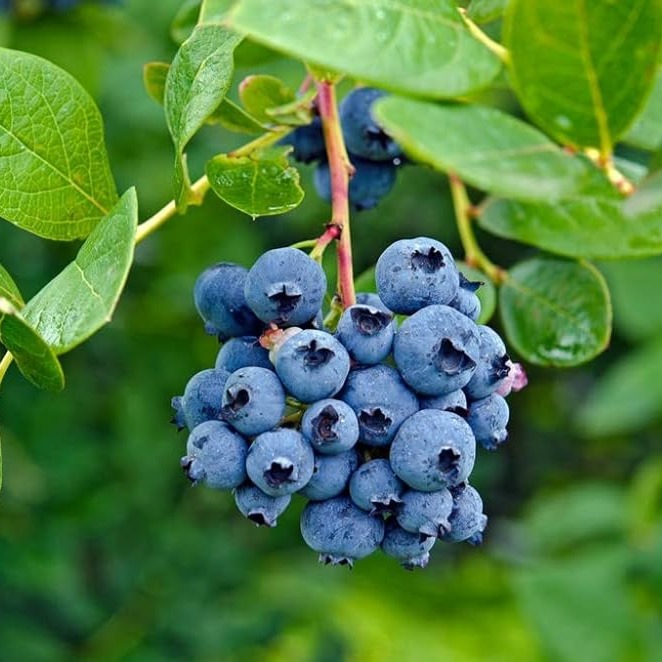 Blueberry fruit store