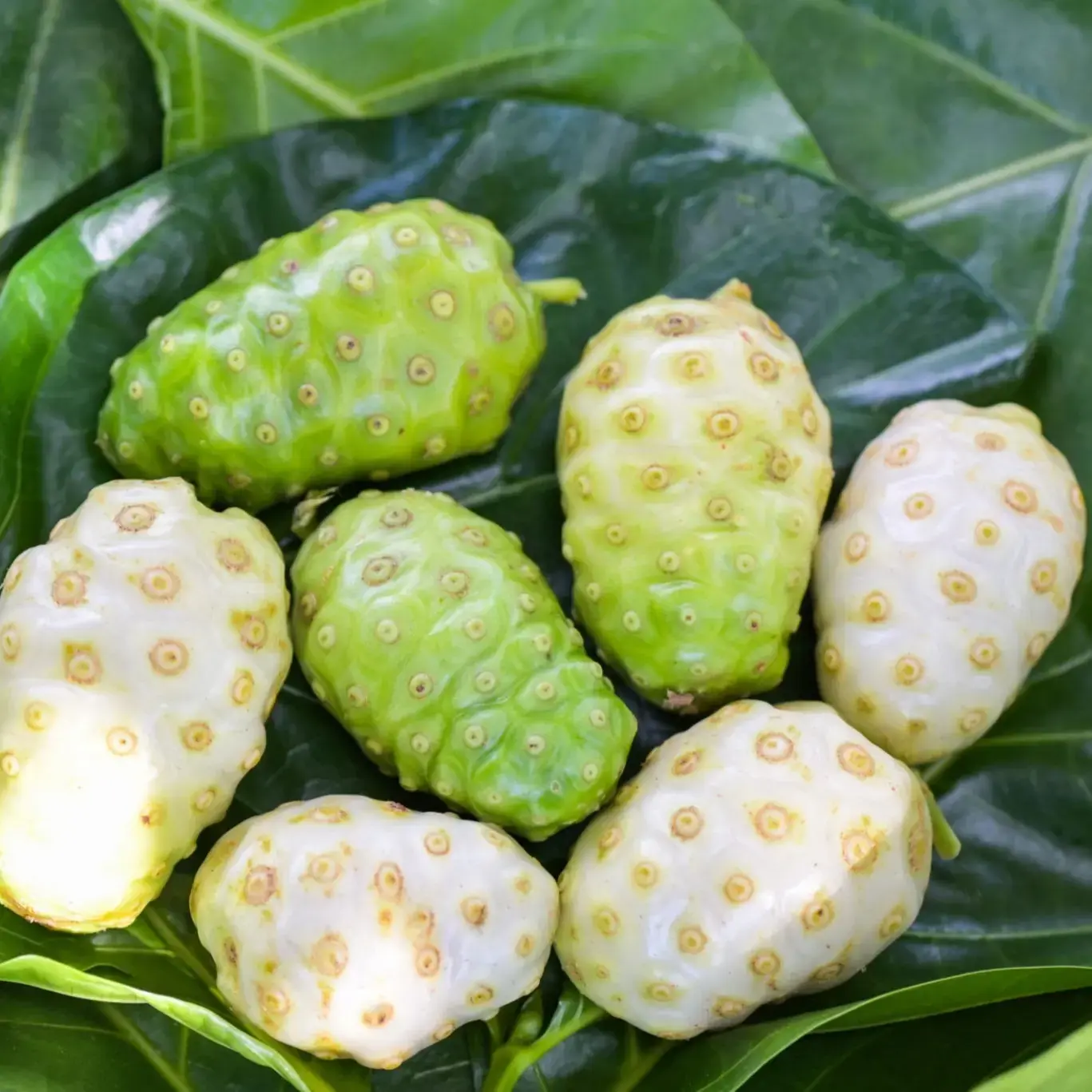 Buy Noni Fruit plants online at best price Unique green nursery
