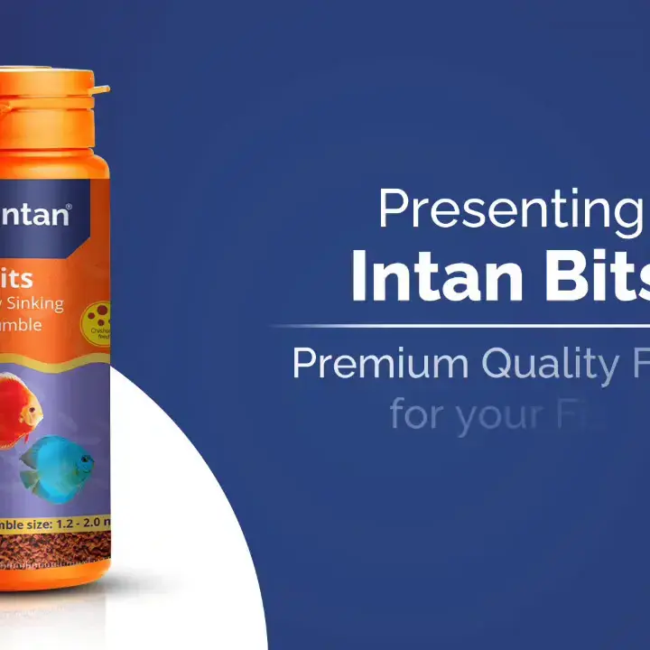 Buy Intan Bits Fish Food Online at Best Price | Indianaqua