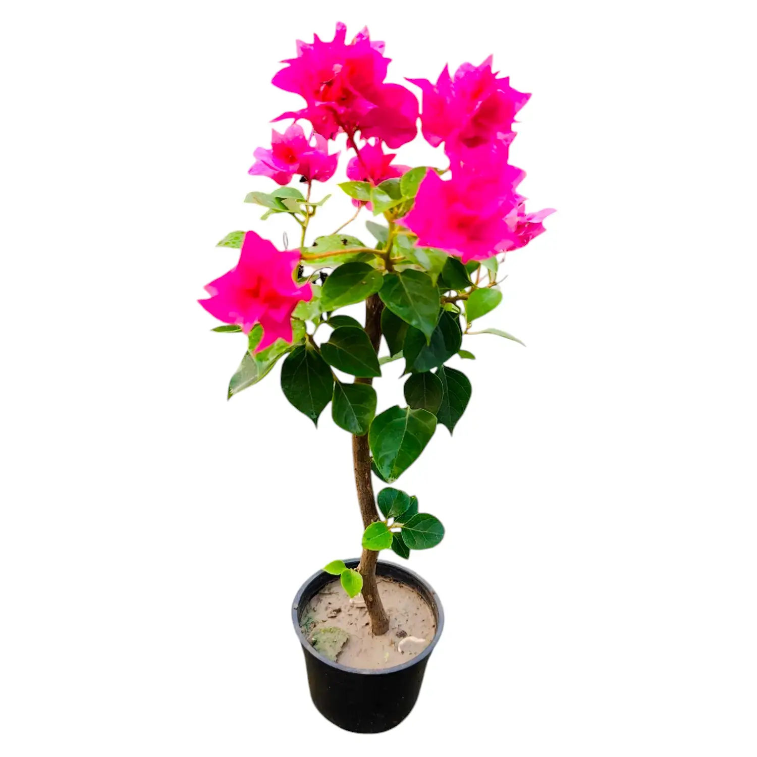 Buy Bougainvillea Mahara Plant online at best price | HORTILIFE