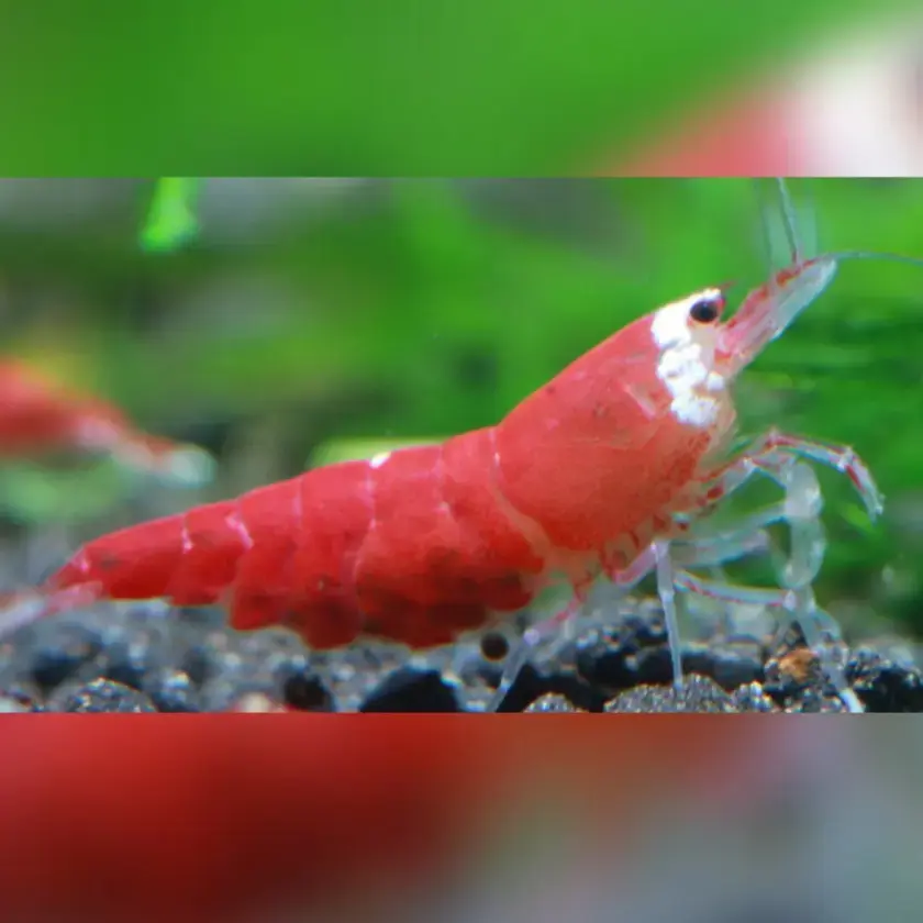 Buy Super Crystal Red Shrimp - Premium Grade online at best price ...